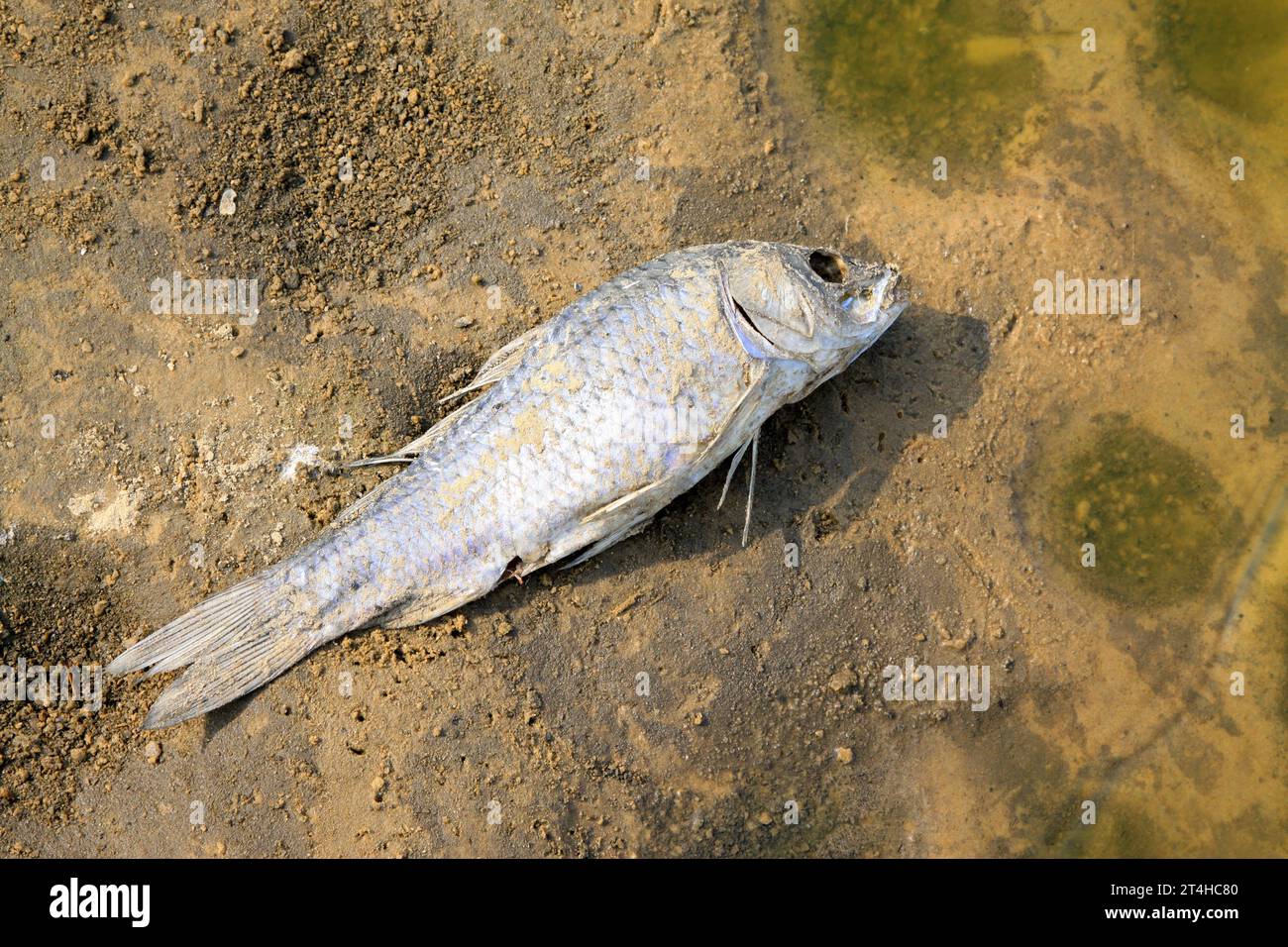 dead fish on the ground, closeup of photo Stock Photo - Alamy