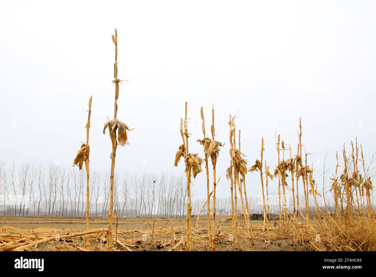 Corn stover hi-res stock photography and images - Alamy