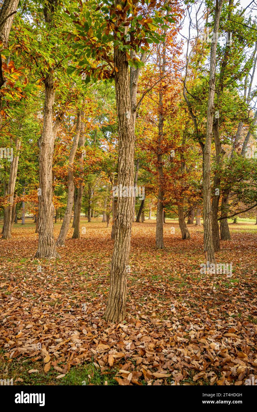 A wide angle vertical format photo of falling Autumn leaves in the ...