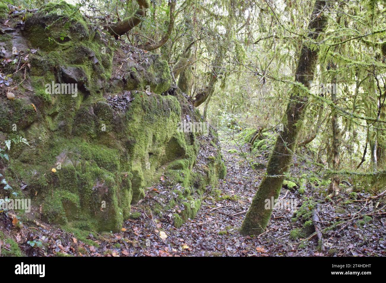 Moss stone pathway with boulders, green lane in woods, Bolazec ...