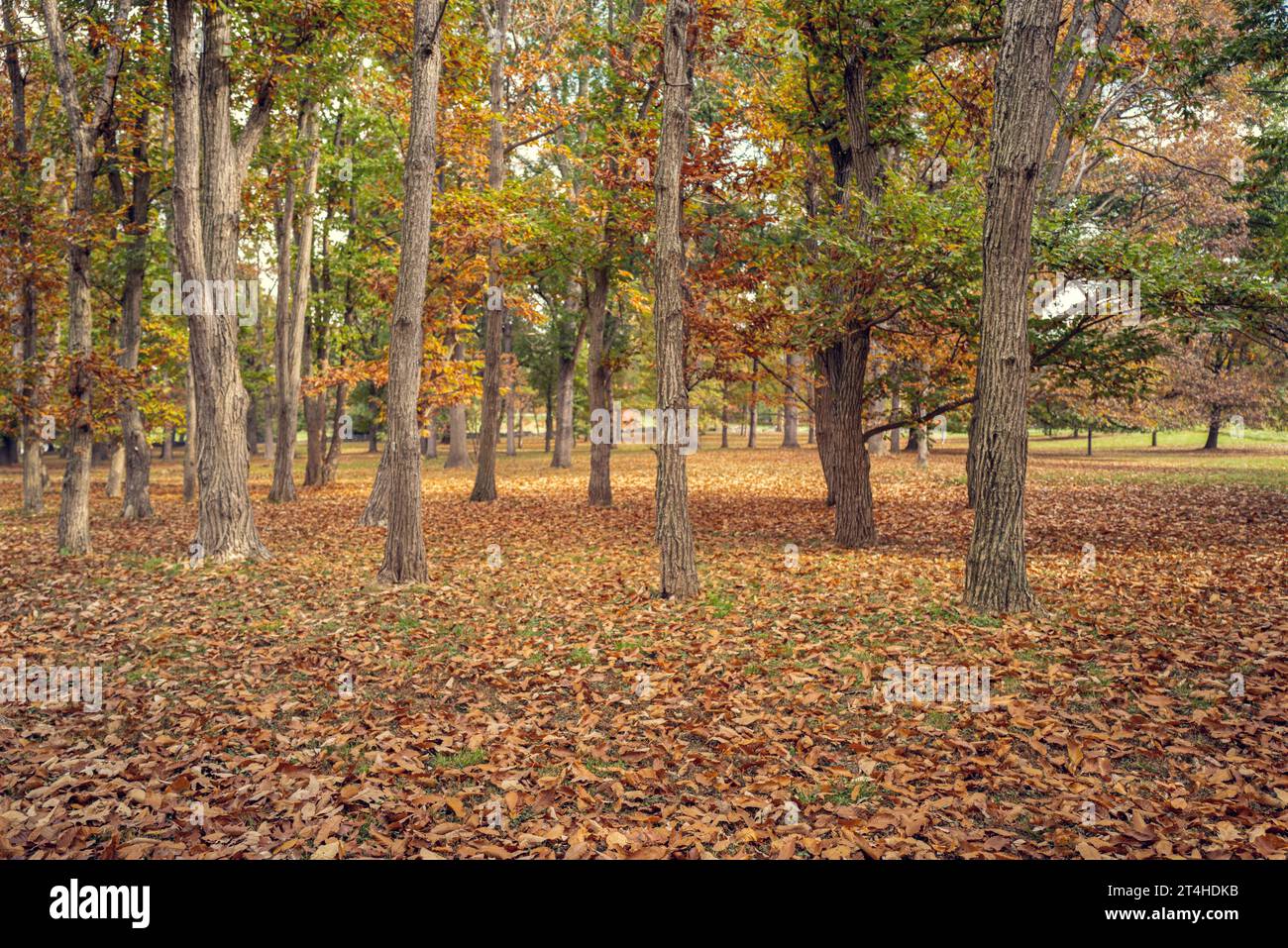 A wide angle colorful photo of a trees in the lush Virginia State ...