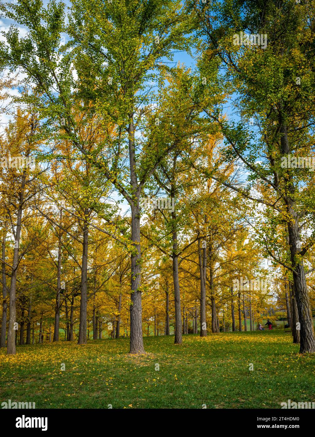 A wide angle vertical format photo of Ginkgo Grove in the Virginia ...