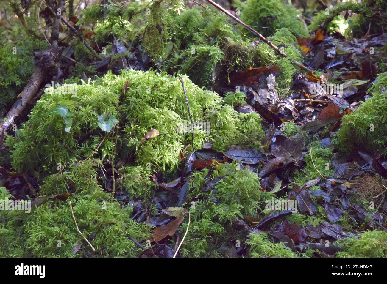 Moss covered pathway in woods, Bolazec, Finistere, Bretagne Breizh ...