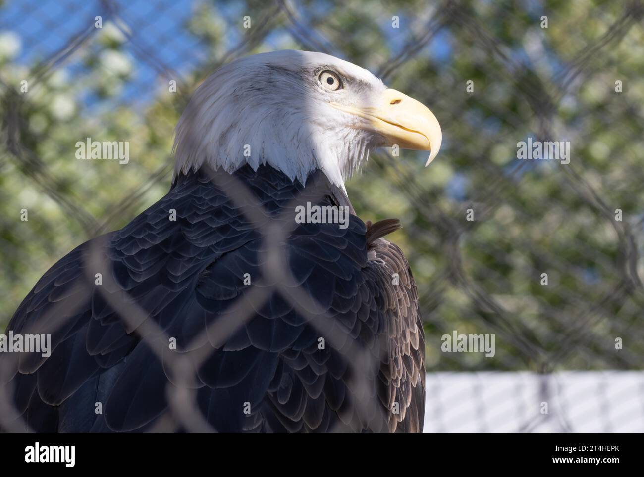 An impressive bald eagle perched atop a rustic chain link fence with ...