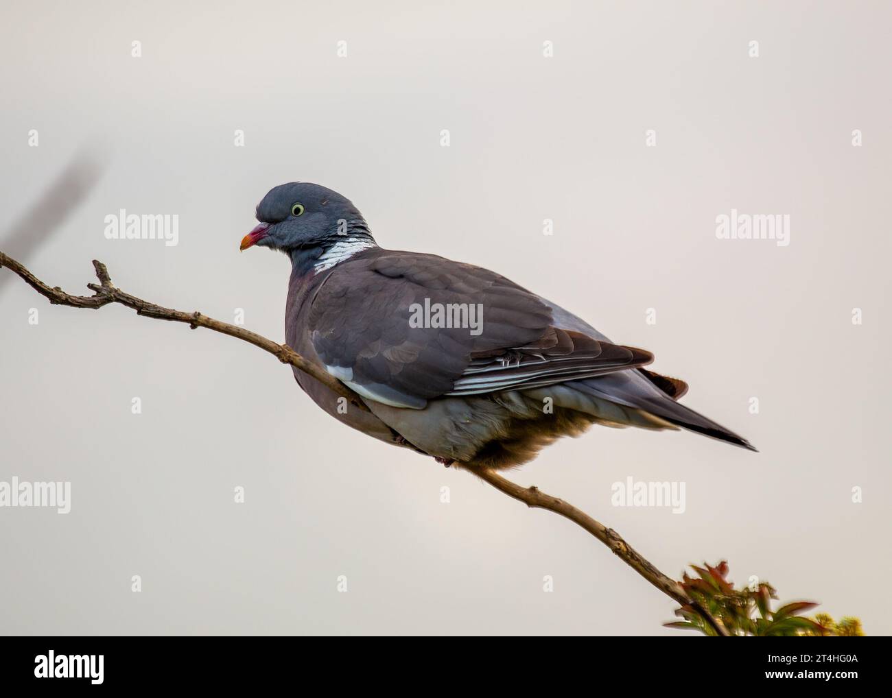 Common, widespread pigeon with a brown body and a white neck patch ...