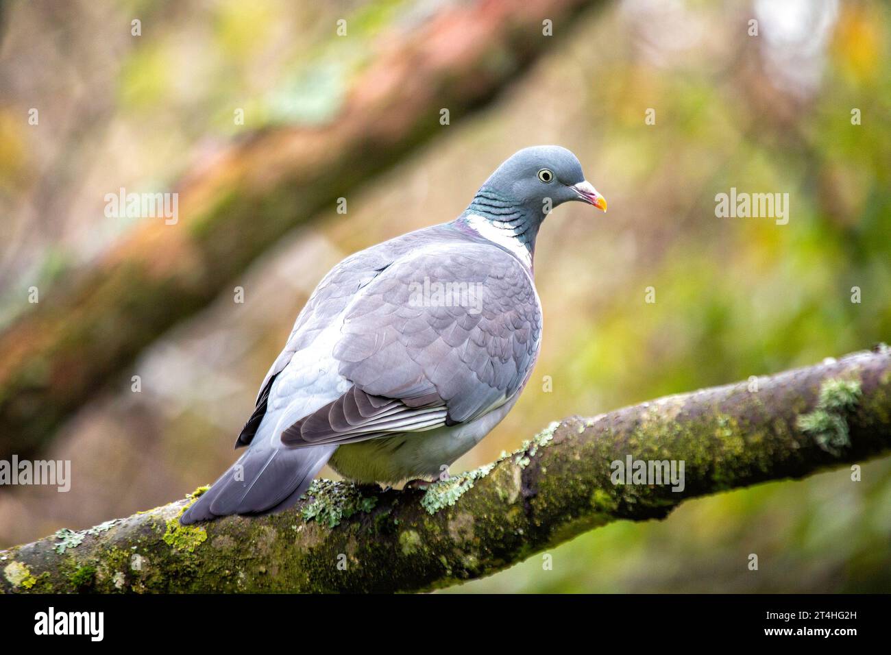 Common, widespread pigeon with a brown body and a white neck patch ...