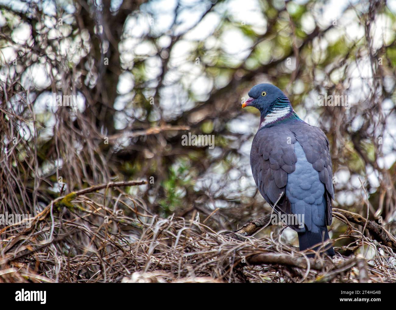 Common, widespread pigeon with a brown body and a white neck patch ...