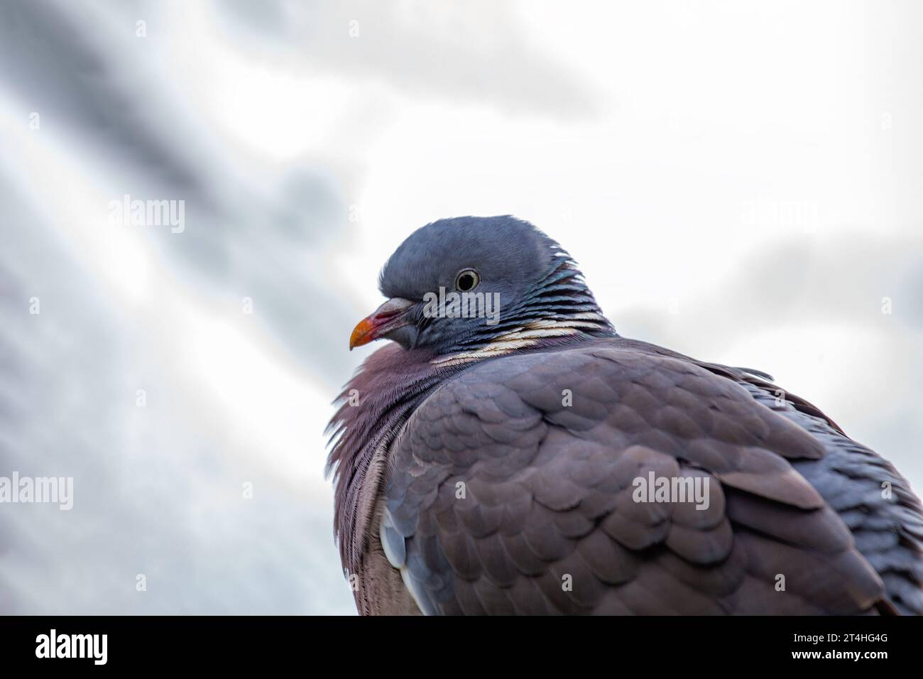 Common, widespread pigeon with a brown body and a white neck patch ...