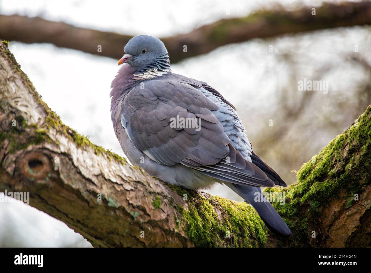 Common, widespread pigeon with a brown body and a white neck patch ...