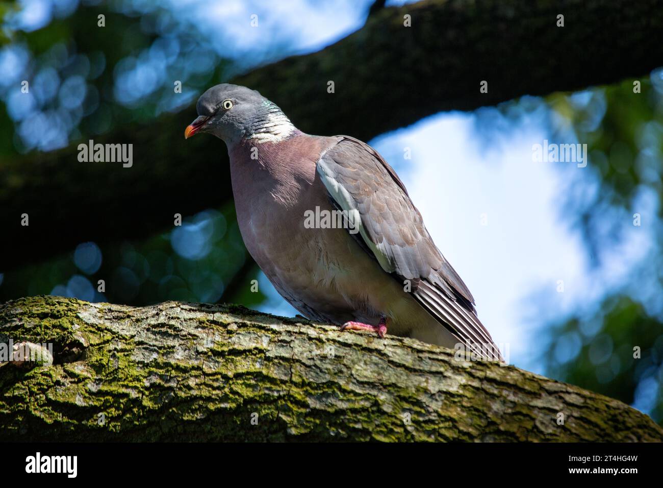 Common, widespread pigeon with a brown body and a white neck patch ...