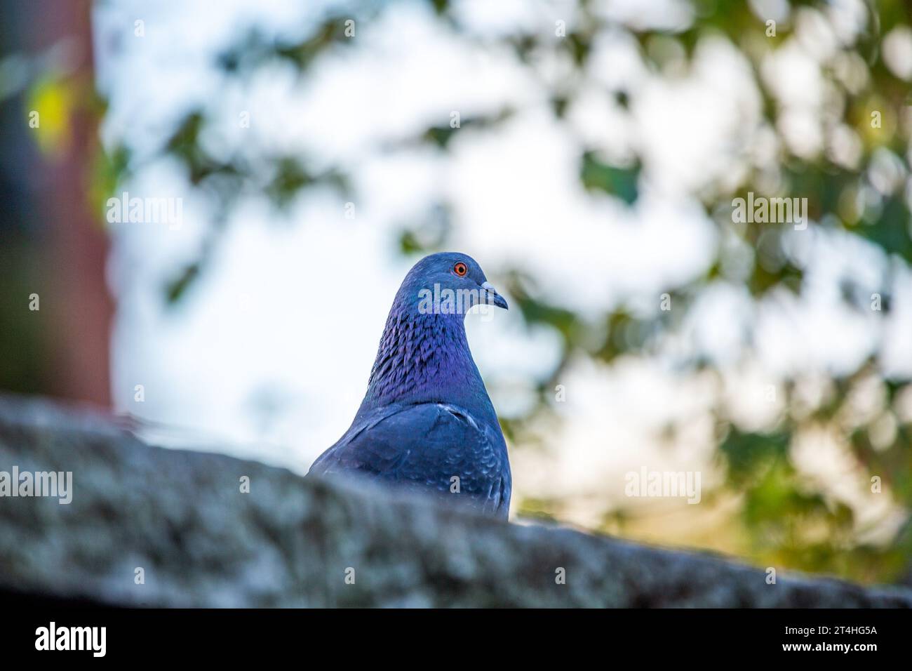 Common, widespread pigeon with a blue-gray body and white underparts ...