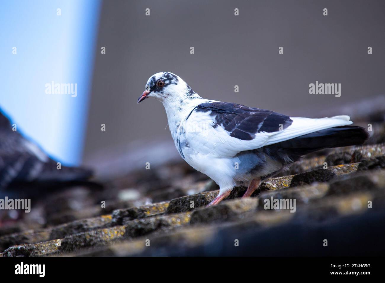 Common, widespread pigeon with a blue-gray body and white underparts ...