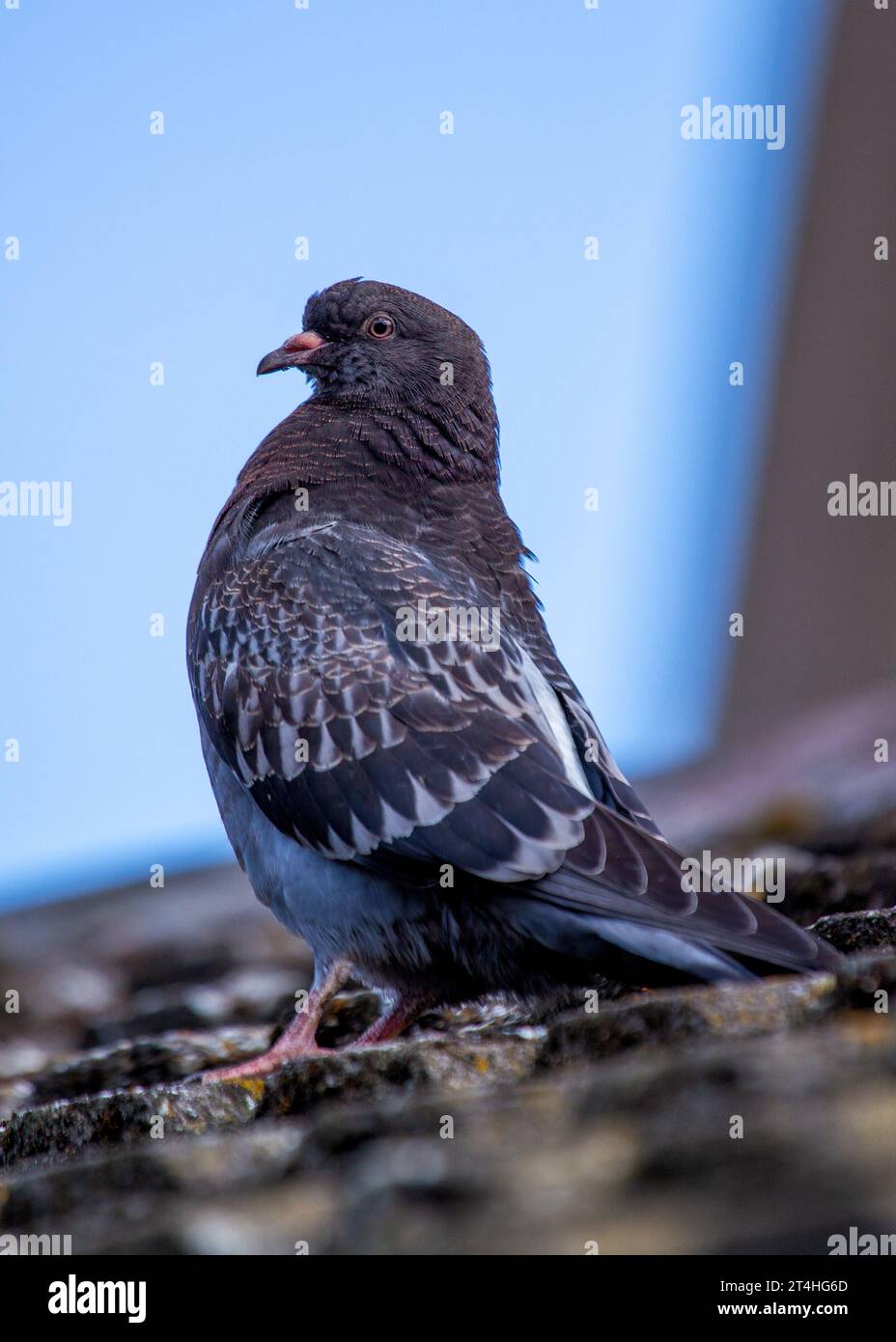 Common, widespread pigeon with a blue-gray body and white underparts ...