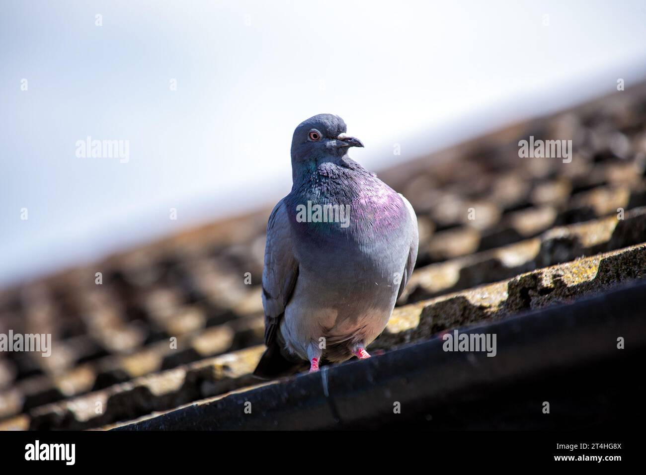 Common, widespread pigeon with a blue-gray body and white underparts ...