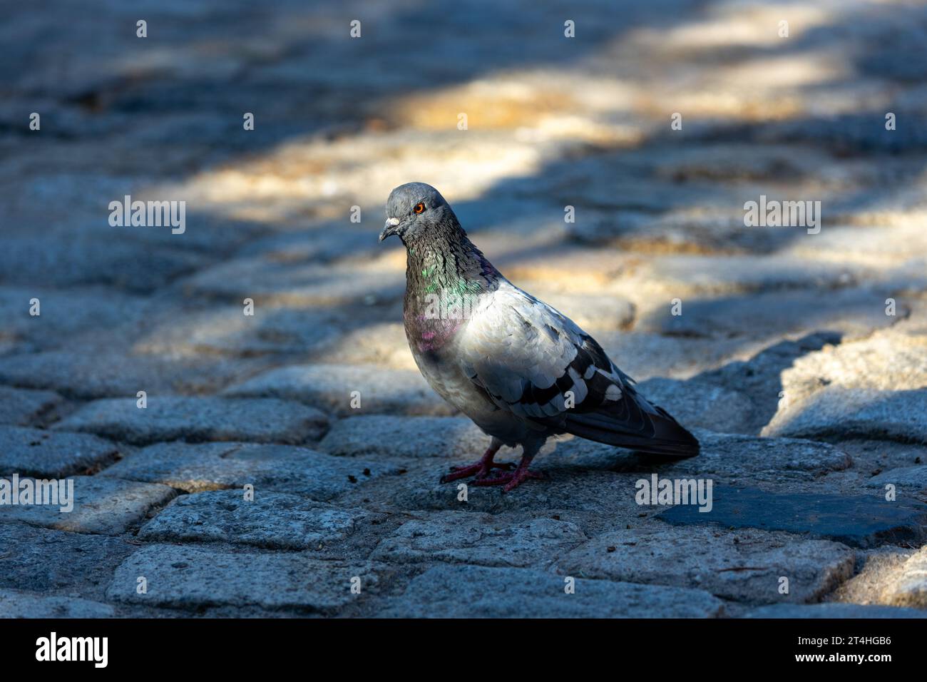 Common, widespread pigeon with a blue-gray body and white underparts ...