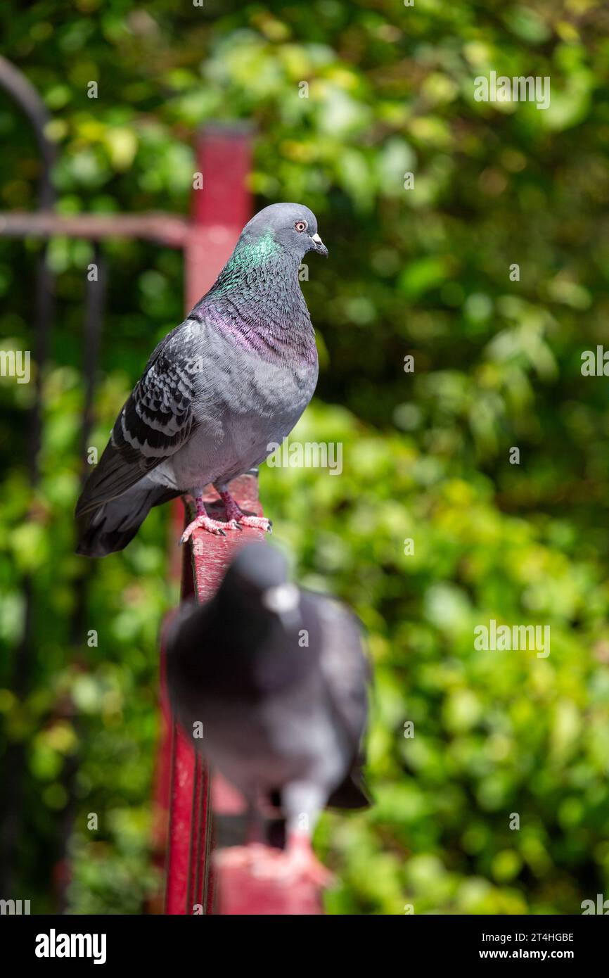 Common, widespread pigeon with a blue-gray body and white underparts ...