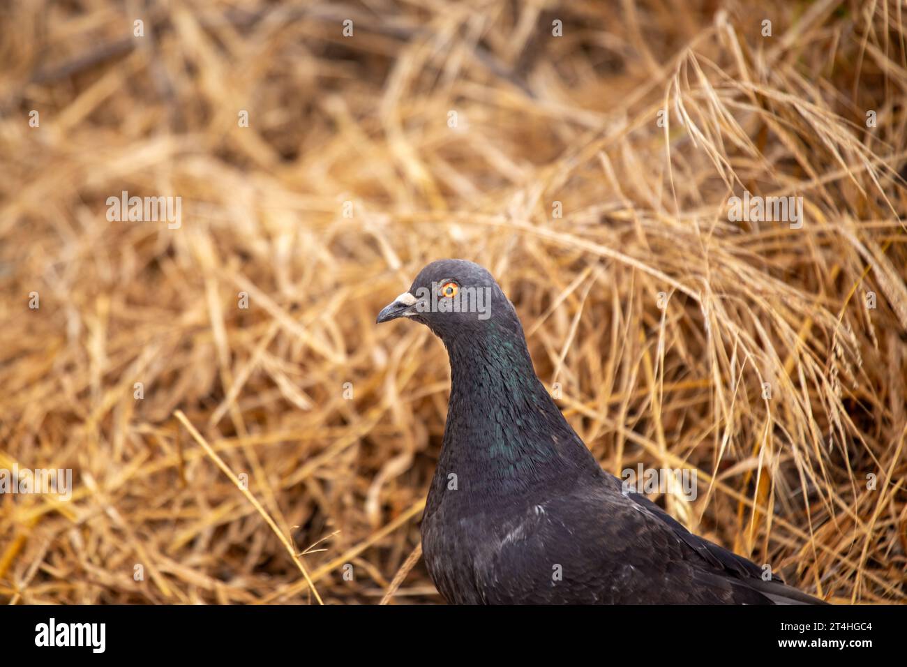 Common, widespread pigeon with a blue-gray body and white underparts ...