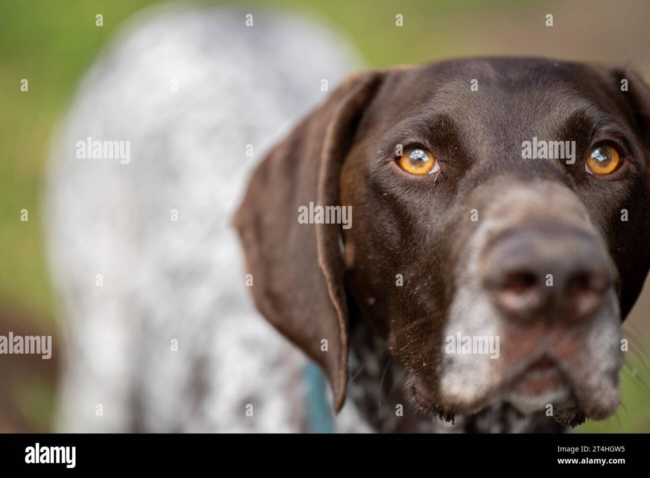 close up of a german shorthaired pointer pedigree purebred looking at ...