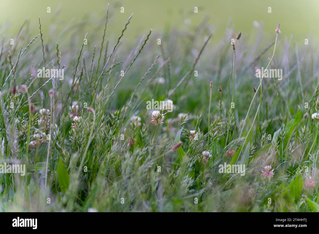 Native plant of egypt hi-res stock photography and images - Alamy