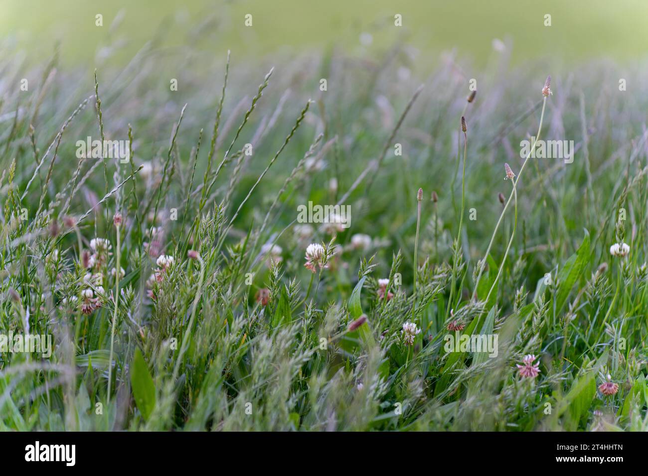 Native plant of egypt hi-res stock photography and images - Alamy