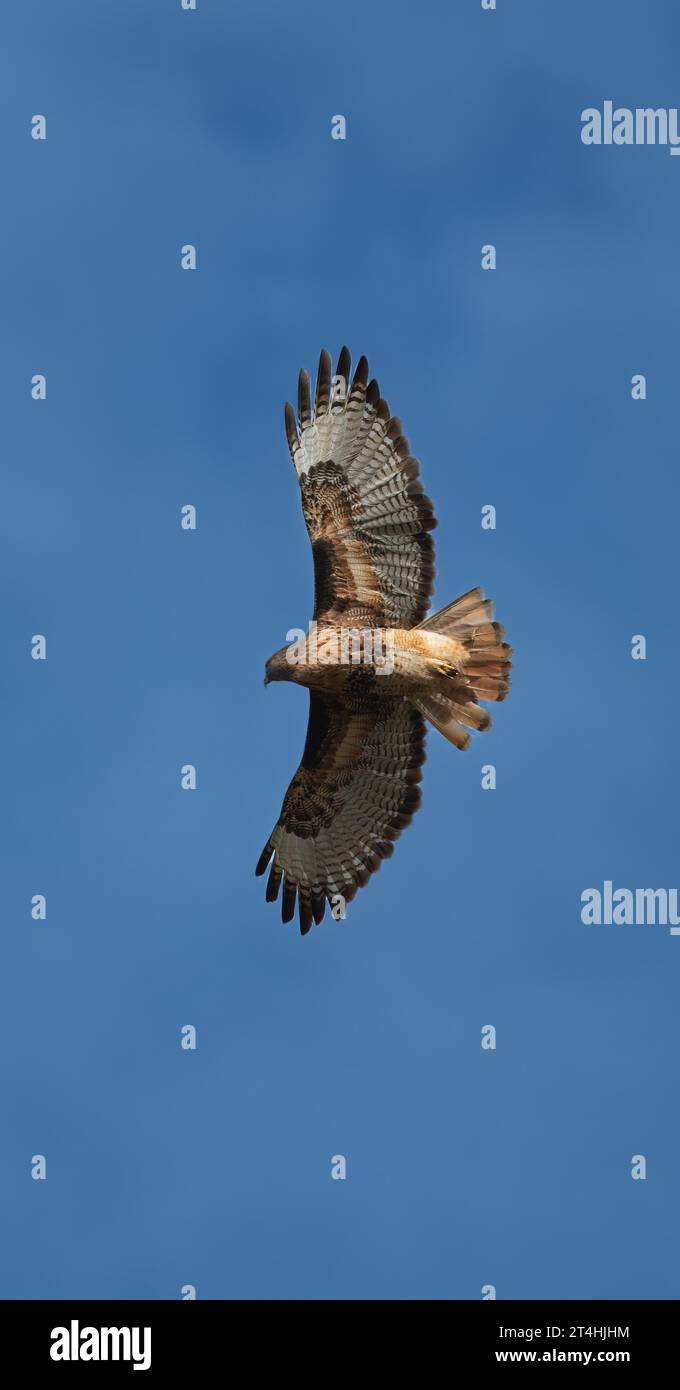 A majestic red-tailed buzzard (Buteo jamaicensis) soaring through the ...