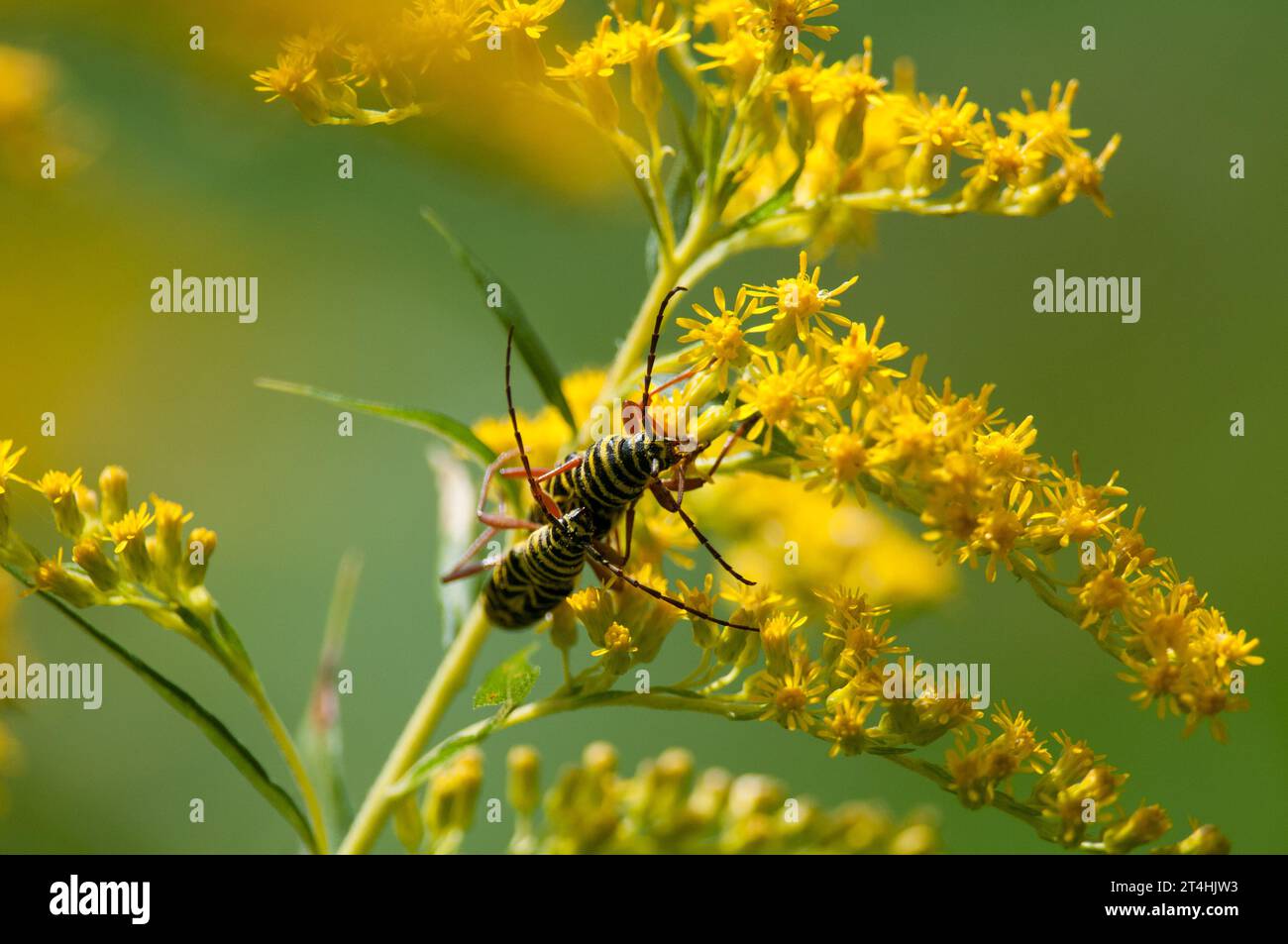 Locust borer beetles hi-res stock photography and images - Alamy