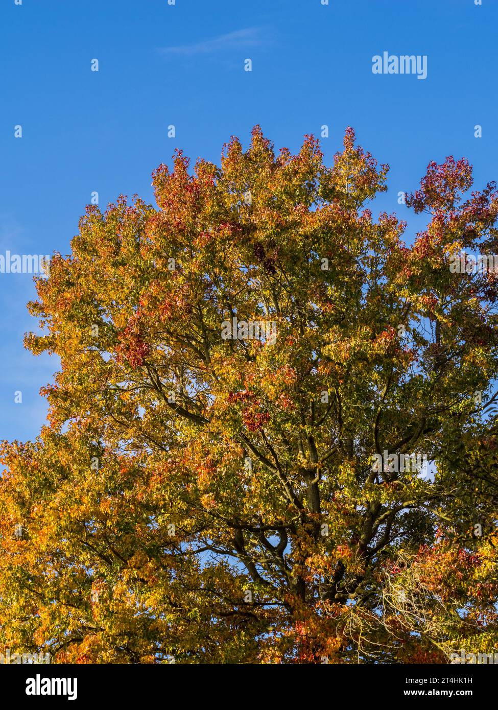 Beautiful oak tree hi-res stock photography and images - Alamy