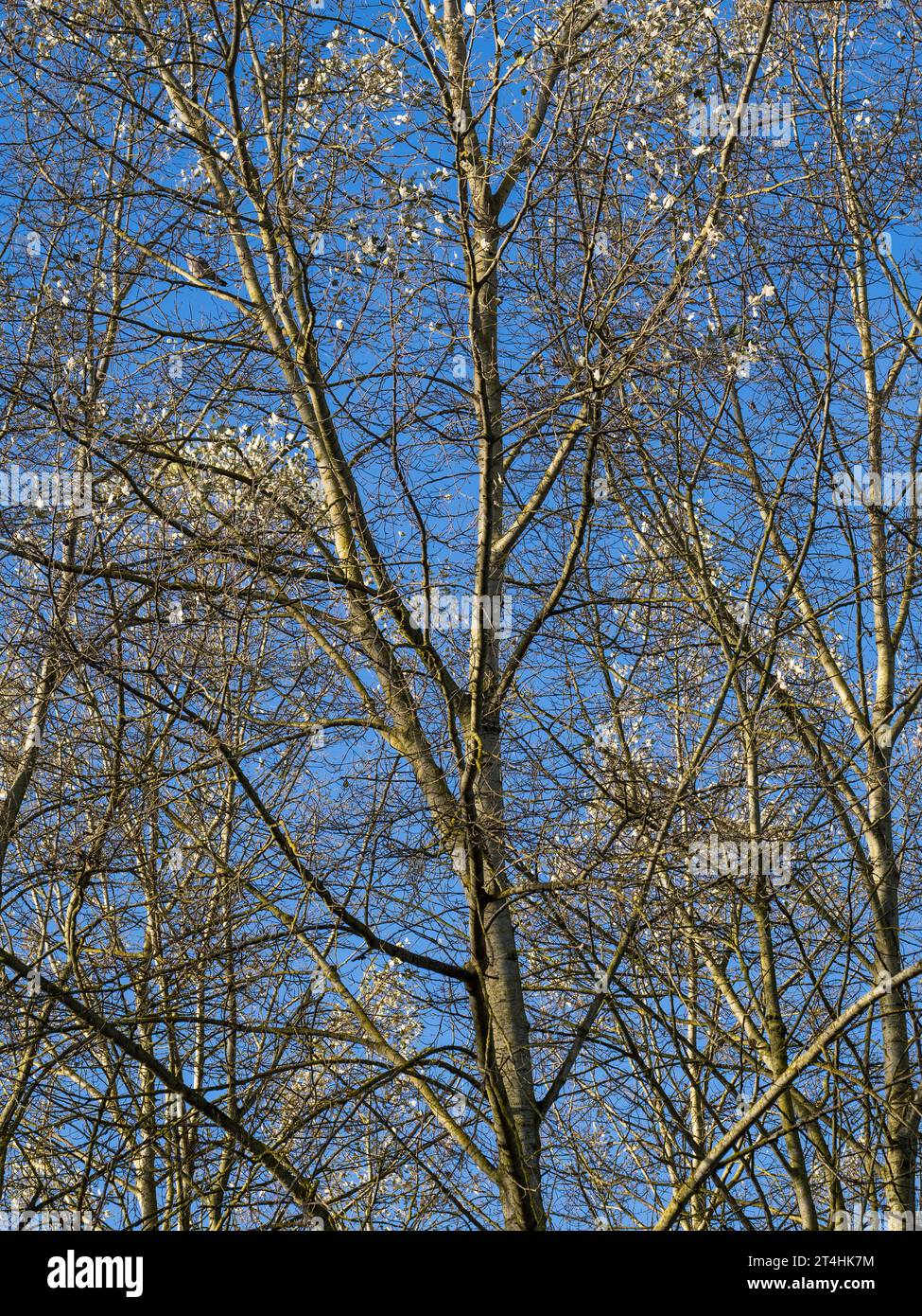 Thamesside promenade hi-res stock photography and images - Alamy