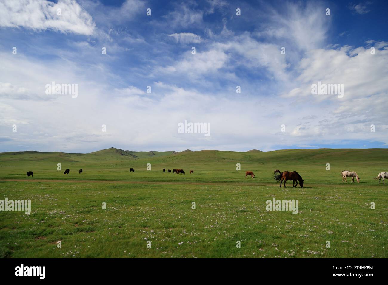 Landscape of the Orkhon Valley in Mongolia Stock Photo - Alamy