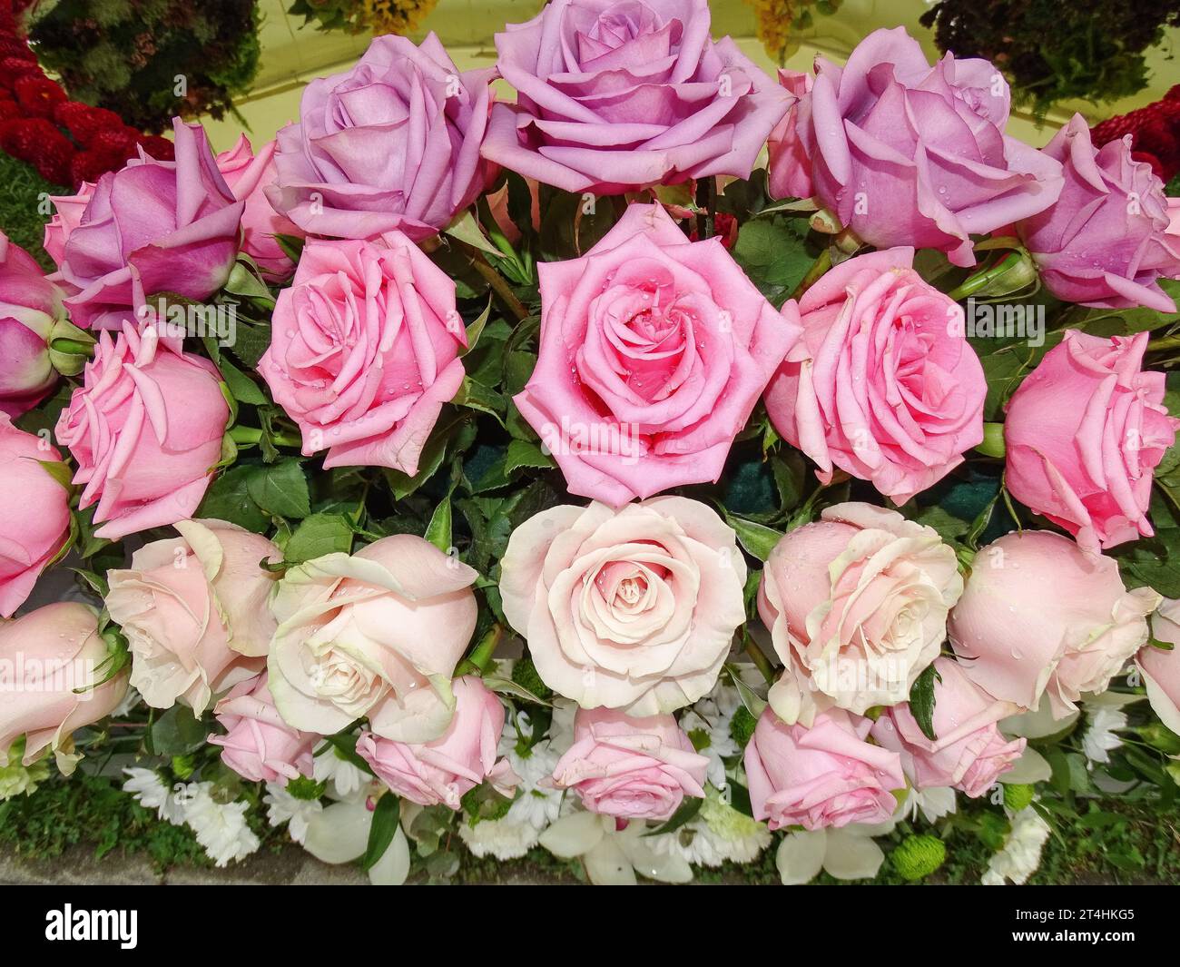 Group of roses hi-res stock photography and images - Alamy