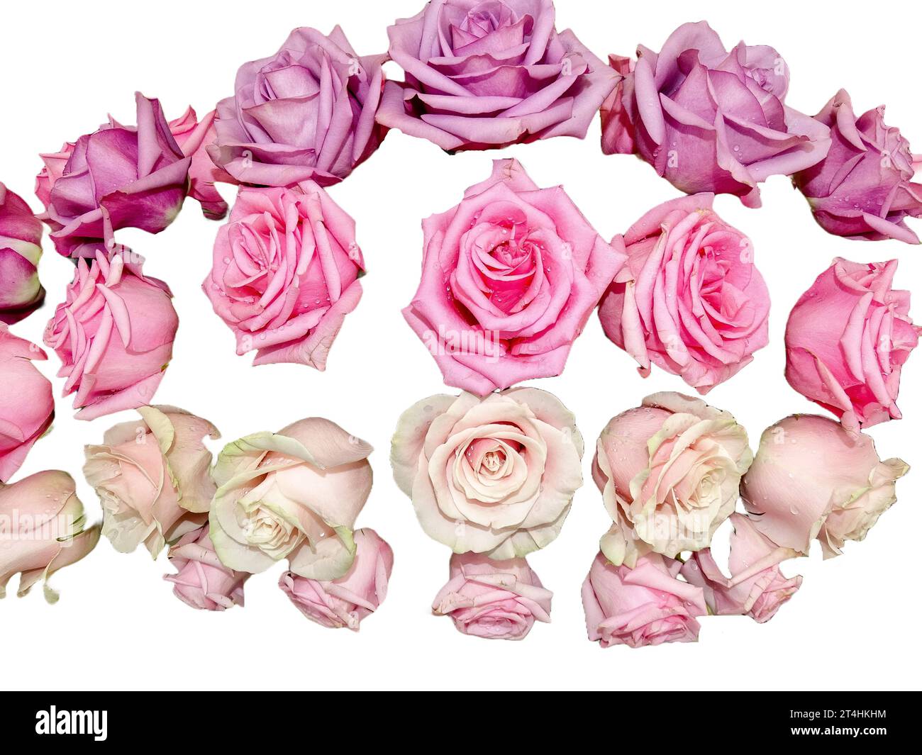 Group of roses hi-res stock photography and images - Alamy