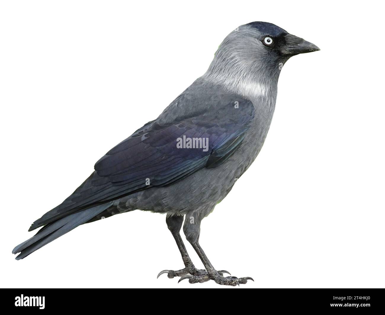 Jackdaw bird (Corvus monedula) isolated on white background Stock Photo ...
