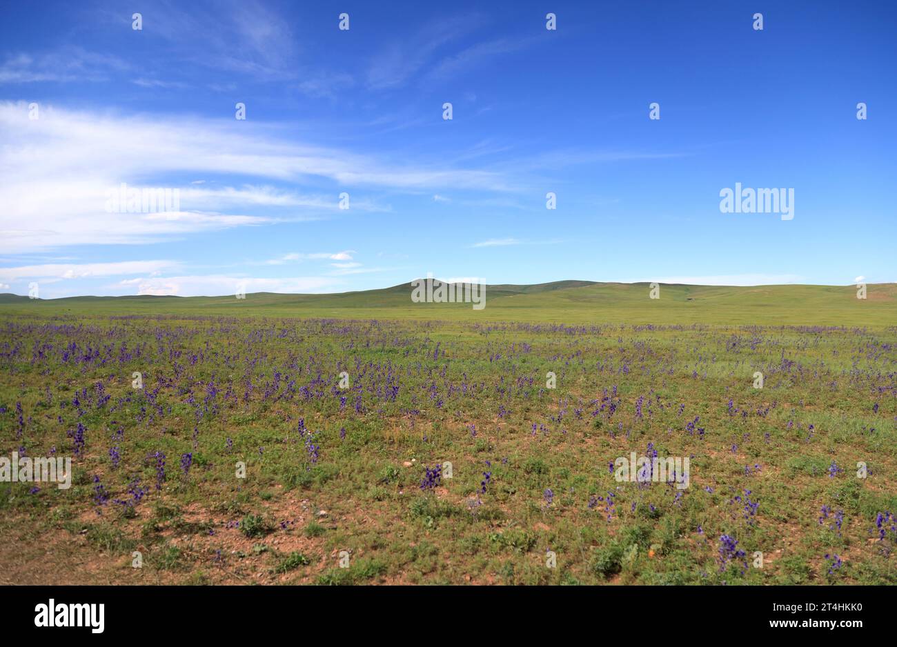 Landscape of the Orkhon Valley in Mongolia Stock Photo - Alamy