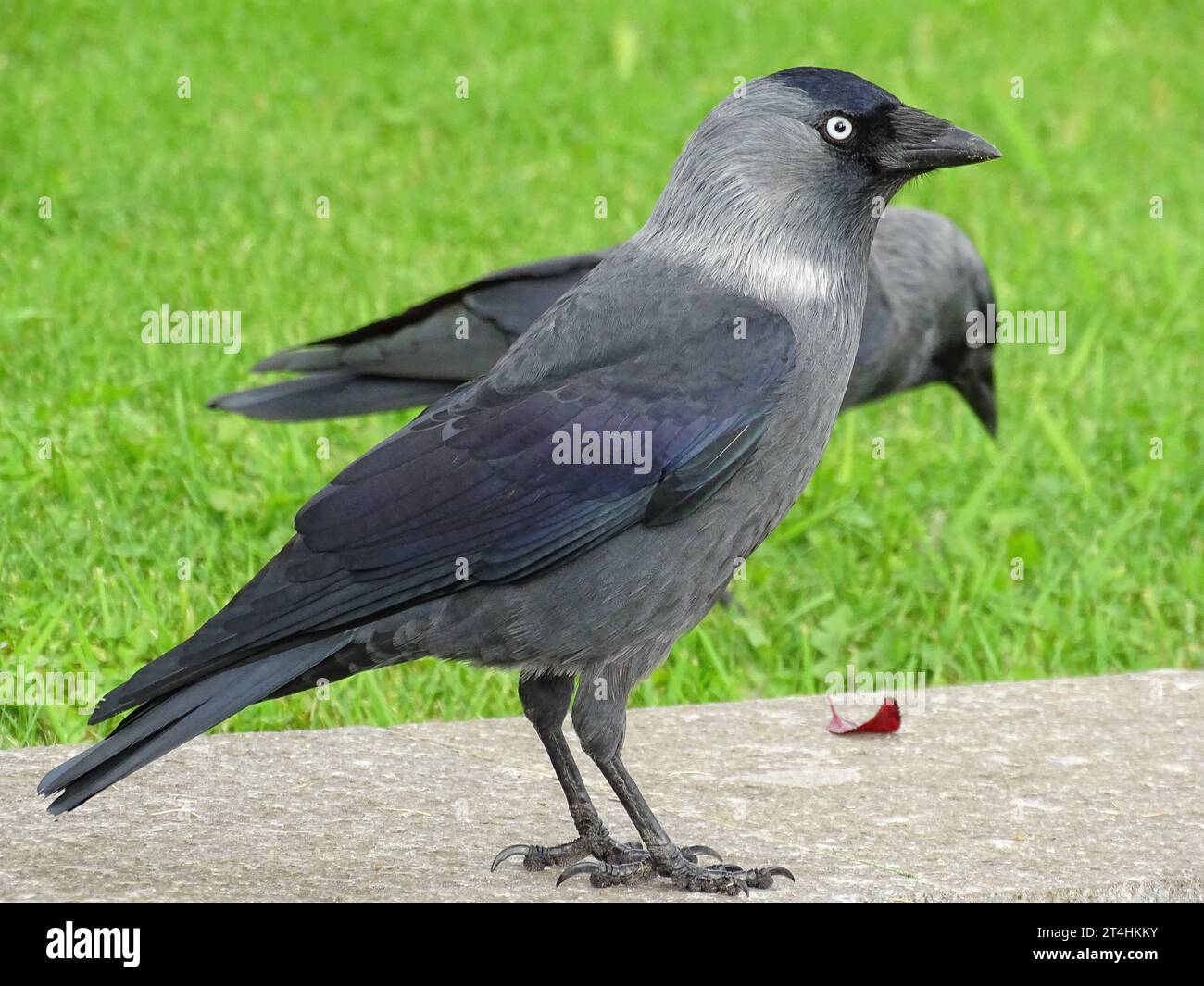 Jackdaw birds (Corvus monedula) in a park Stock Photo - Alamy
