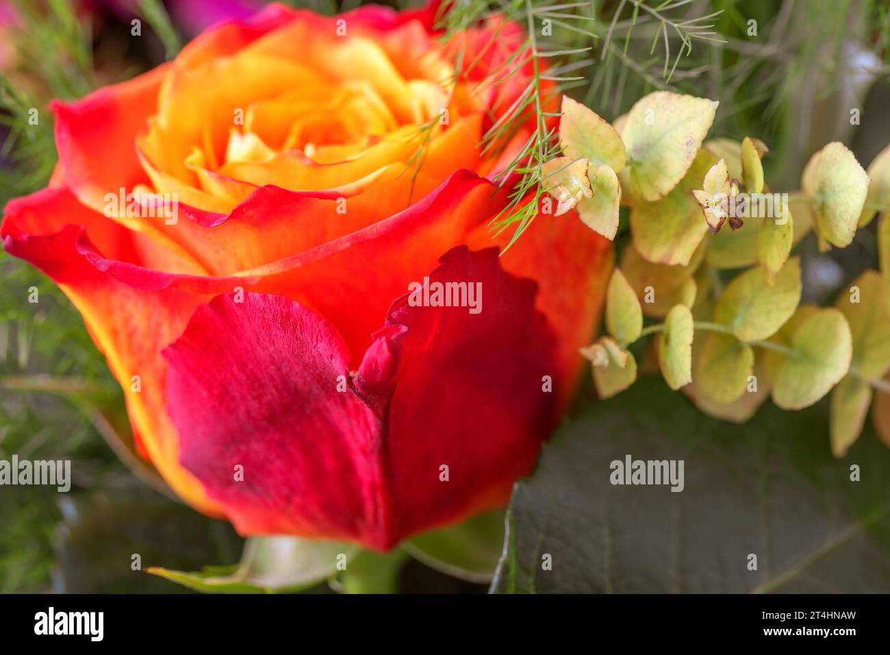 Flora rose hi-res stock photography and images - Alamy