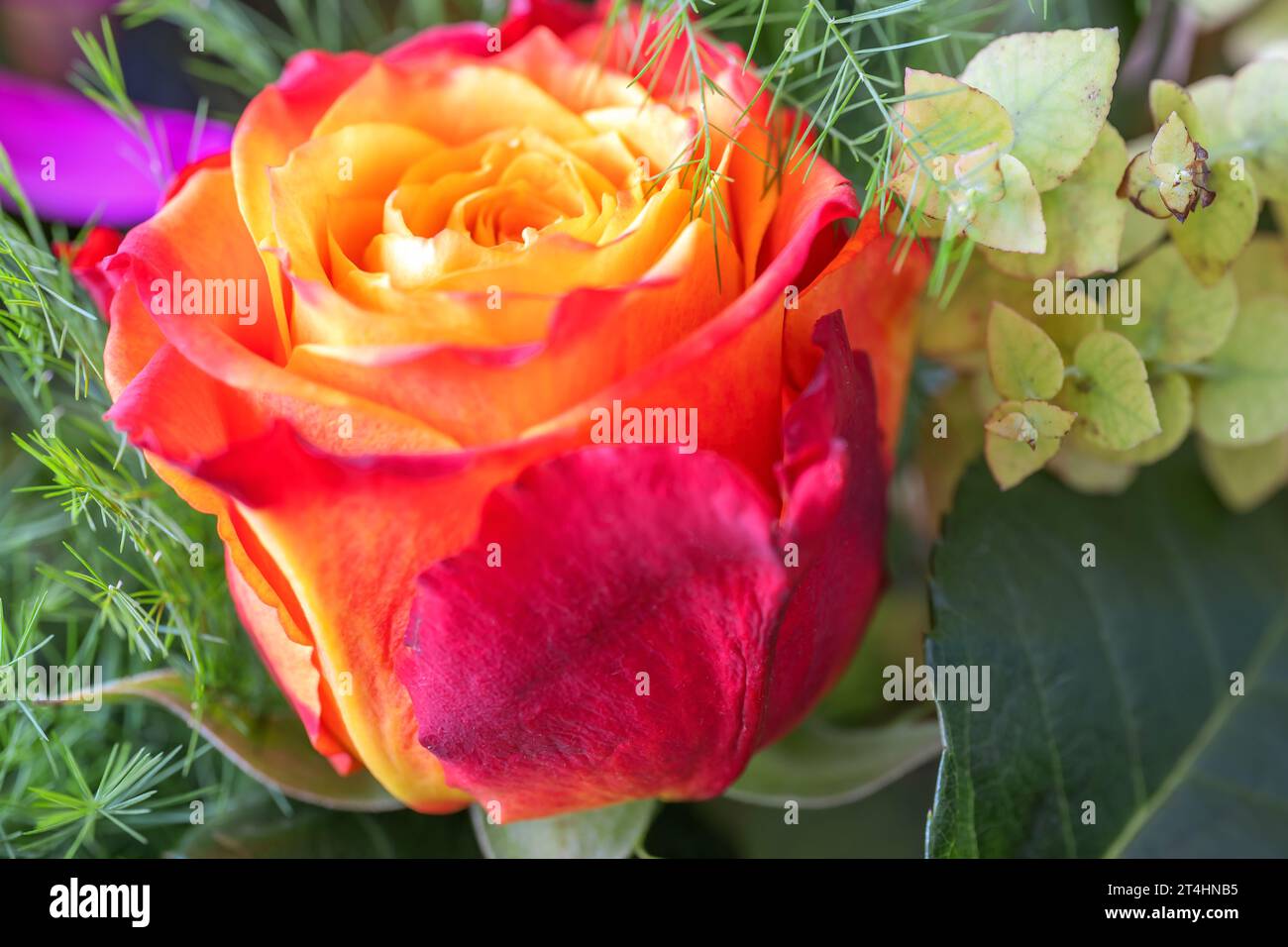 Celebration flora hi-res stock photography and images - Alamy