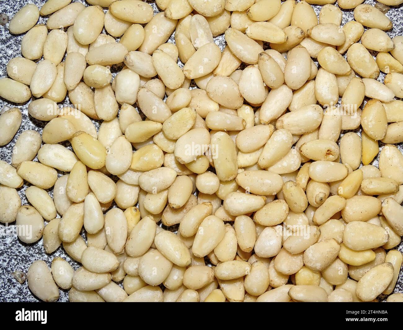 Pile of pine seeds. Pine seeds background Stock Photo - Alamy