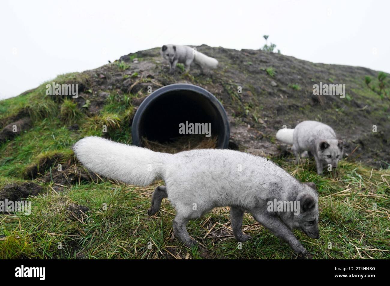 A trio of arctic foxes called Storm, Rosie, and Dena explore their new home in the 53 Degrees ...