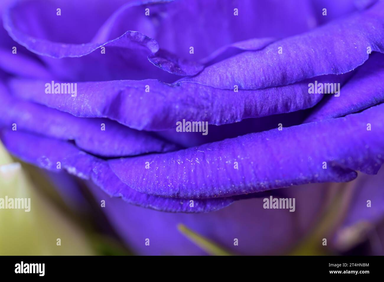 Petals calendar hi-res stock photography and images - Alamy