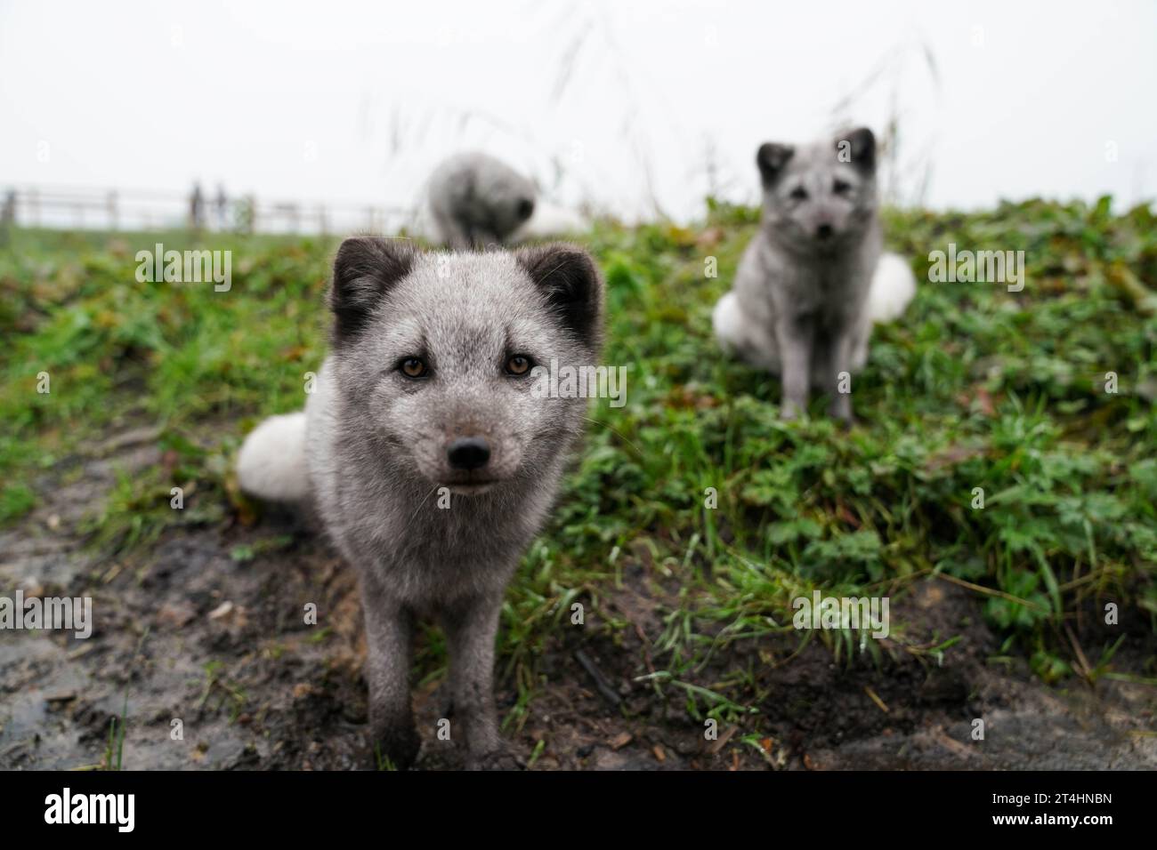 A trio of arctic foxes called Storm, Rosie, and Dena explore their new home in the 53 Degrees ...