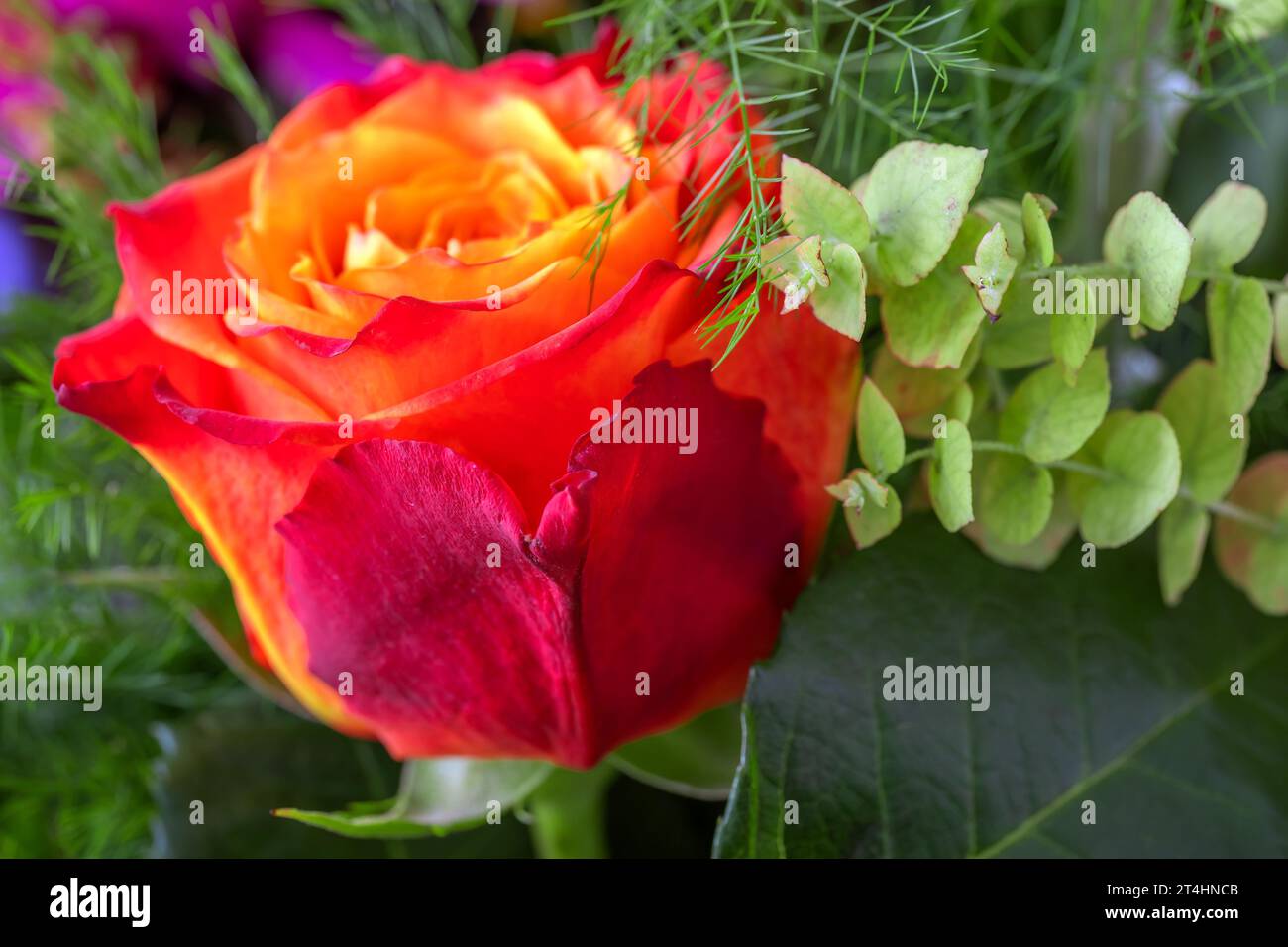 Flora rose hi-res stock photography and images - Alamy