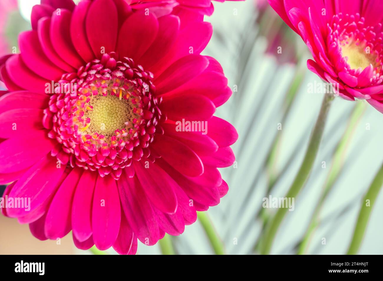 FLORA : GERMINI Stock Photo - Alamy