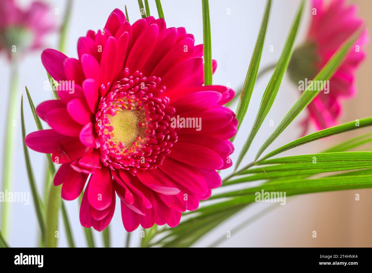 FLORA : GERMINI Stock Photo - Alamy