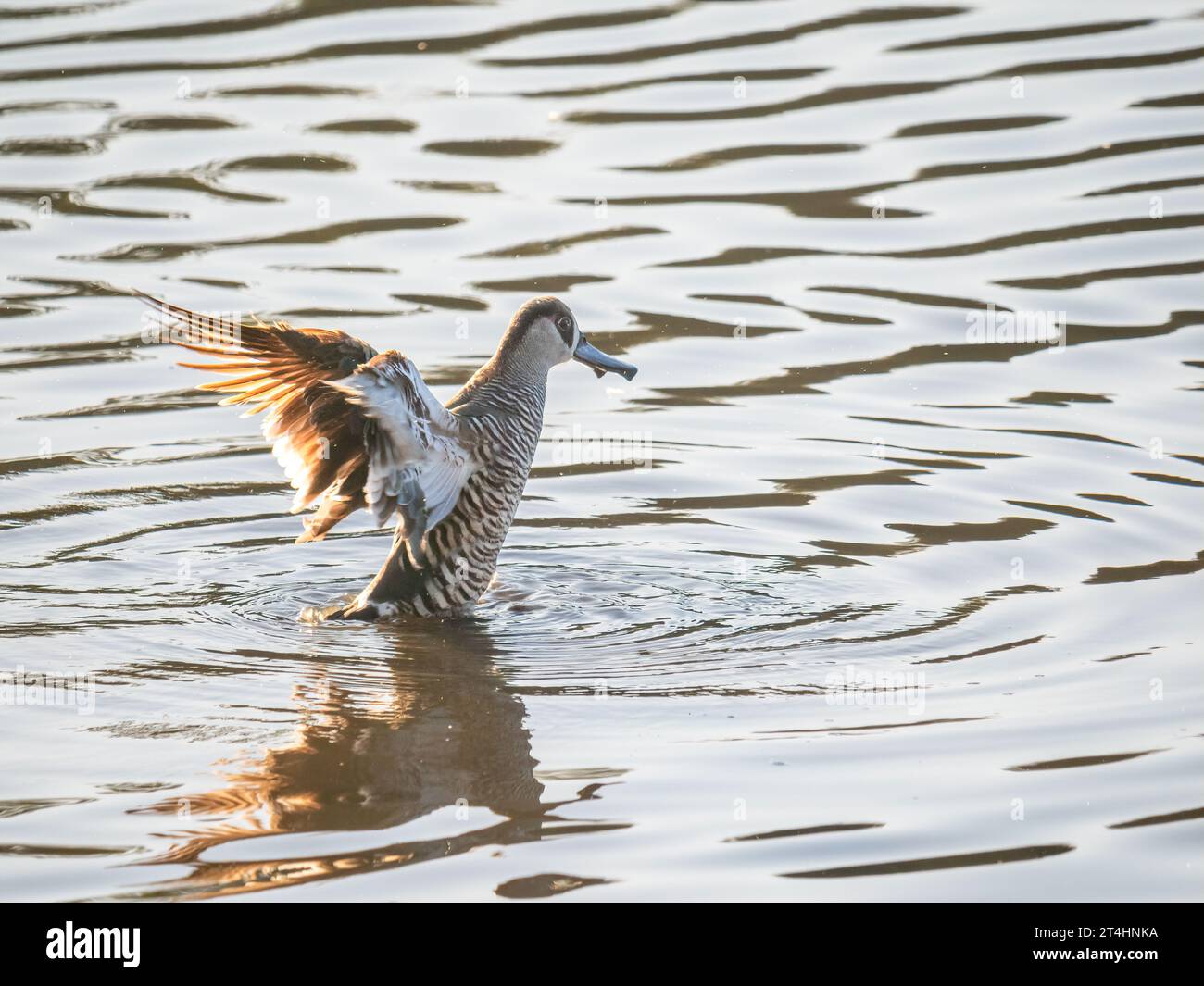 Pink-eared duck (Malacorhynchus membranaceus), Lake Claremont, Perth ...