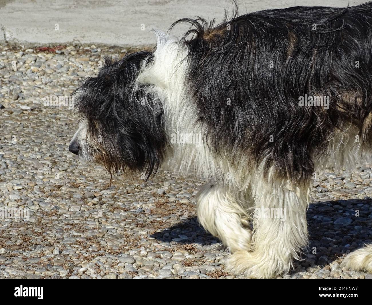Shepherd dog in Romania. Big dog Stock Photo - Alamy
