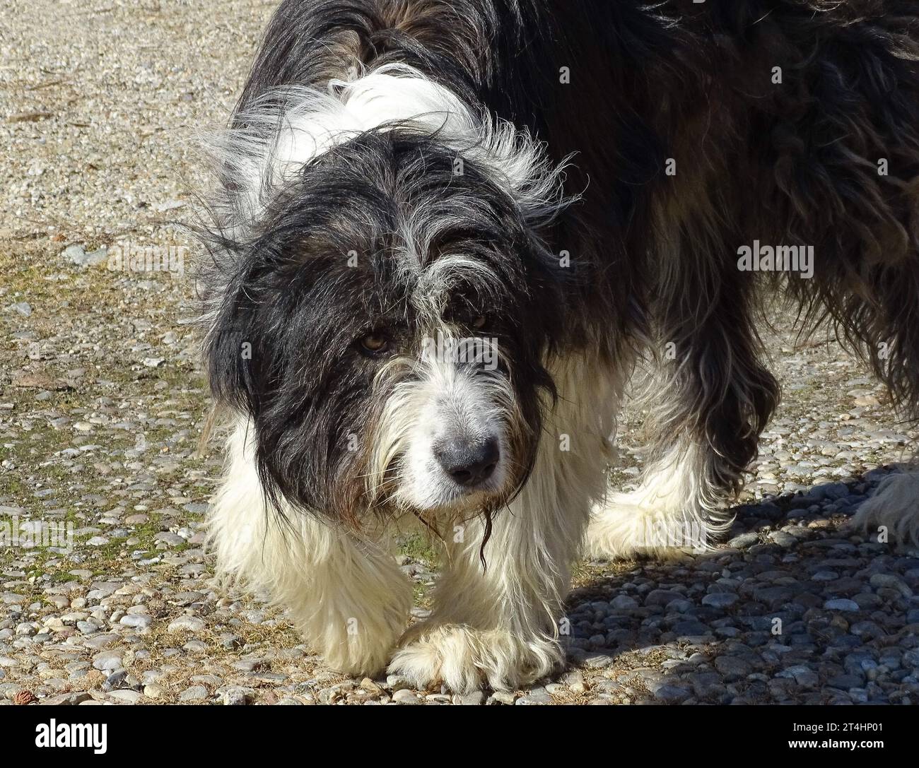 Shepherd dog in Romania. Big dog Stock Photo - Alamy