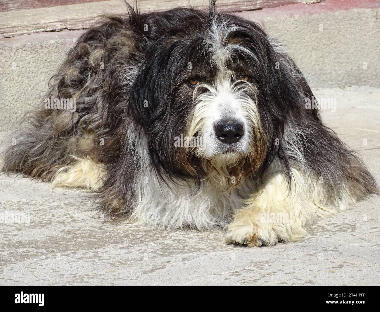 Shepherd dog in Romania. Big dog Stock Photo - Alamy