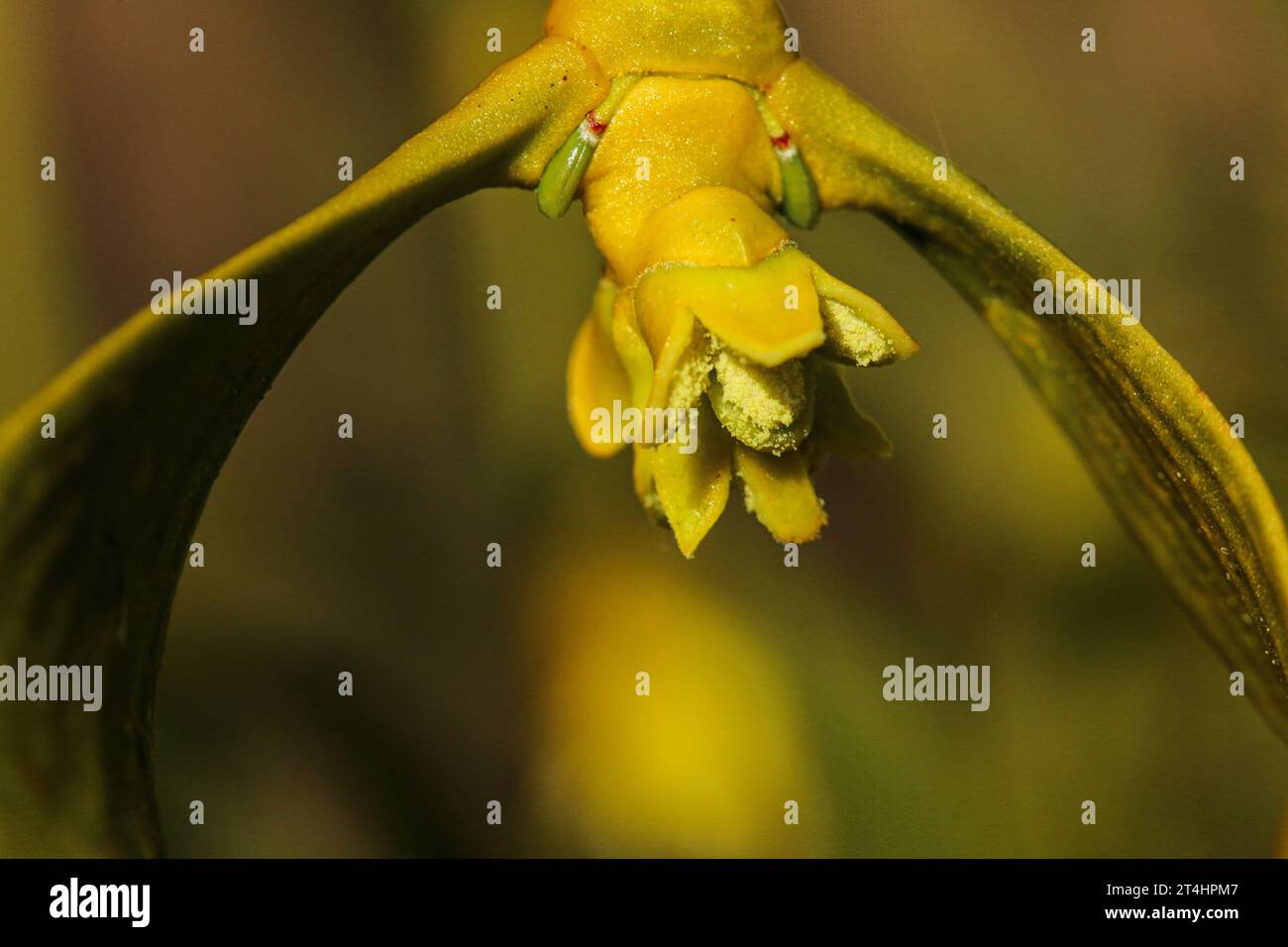 Loranthaceae hi-res stock photography and images - Alamy