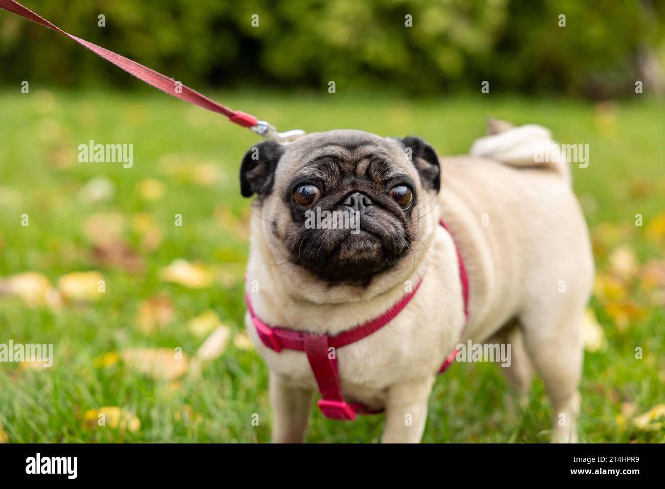 Cute pug walks on the street, funny little pug, park, square. Autumn ...