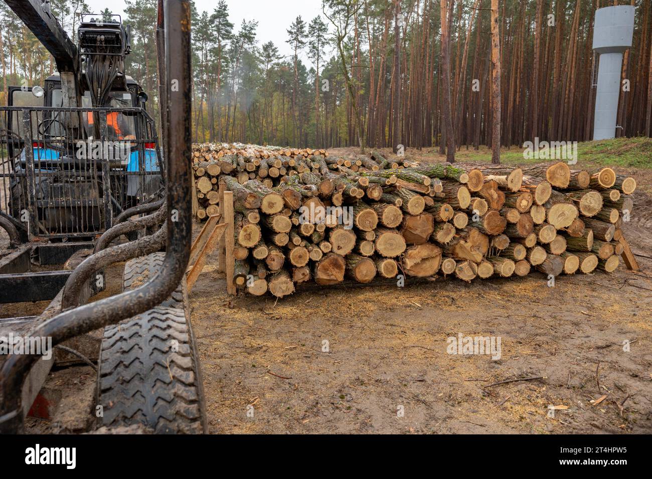 Thousands of logs stacked after the storm that destroyed the woods ...
